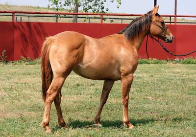 High Plains Ranchers & Breeders Association
